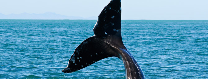 Whale Watching in San Diego